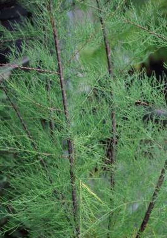 Tamarix tetrandra - Tamarisk 60 - 80 cm in pot | bol
