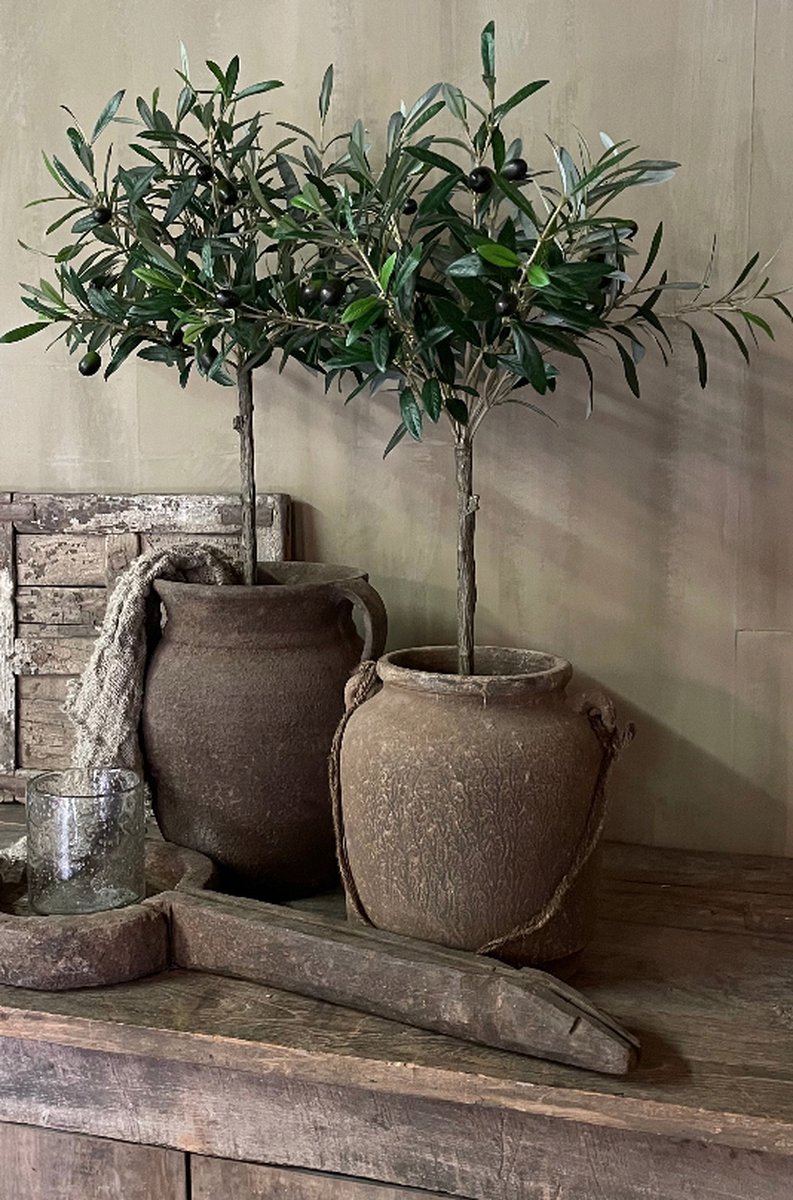 Olijf boompje in pot | bol.com