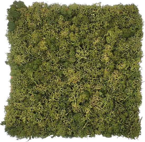 Moswand tegel op kurk - Natuurlijk mos - Akoestische mostegel - 30x30cm ...