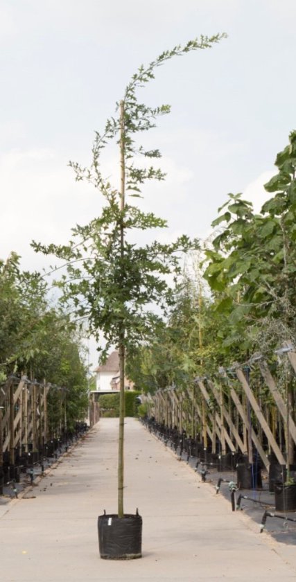 Moeraseik Quercus Palustris h 550 cm st. omtrek 19 cm | bol