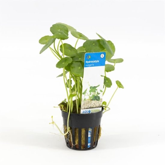 Hydrocotyle vulgaris | bol