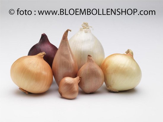 PLANTUI EN SJALOTTEN ASSORTIMENT 3 kg - mix - ajuin -ui - oignon ...