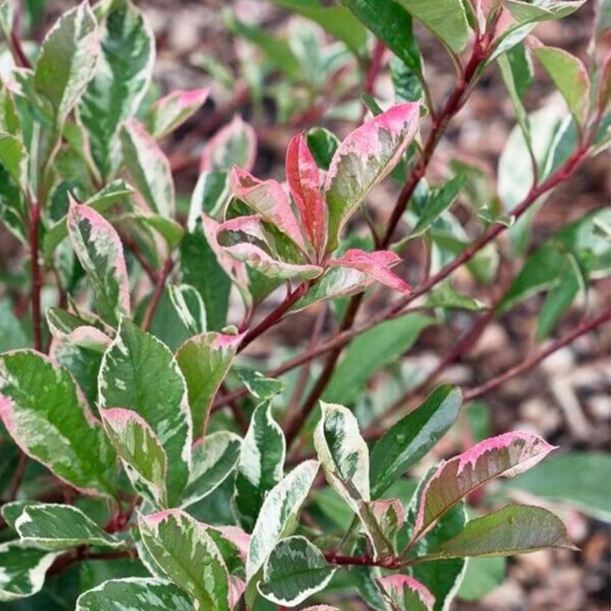 Photinia fraseri Red Robin | boom | Stamomtrek: 6-8 cm | bol.com