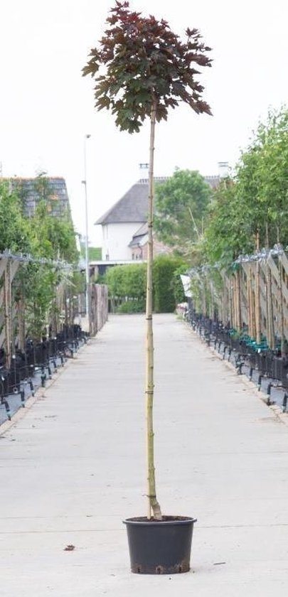 Rode bol esdoorn 220 cm stamhoogte | Acer pl. 'Crimson Centry' 6-10 cm ...