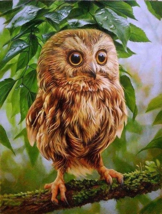 Premium Paintings - Baby Uil - Diamond Painting Volwassenen - Pakket ...