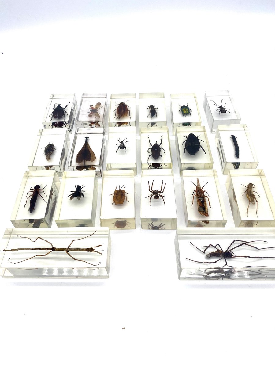 insecten in hars | insecten verzameling | opgezette insecten | kinderen ...