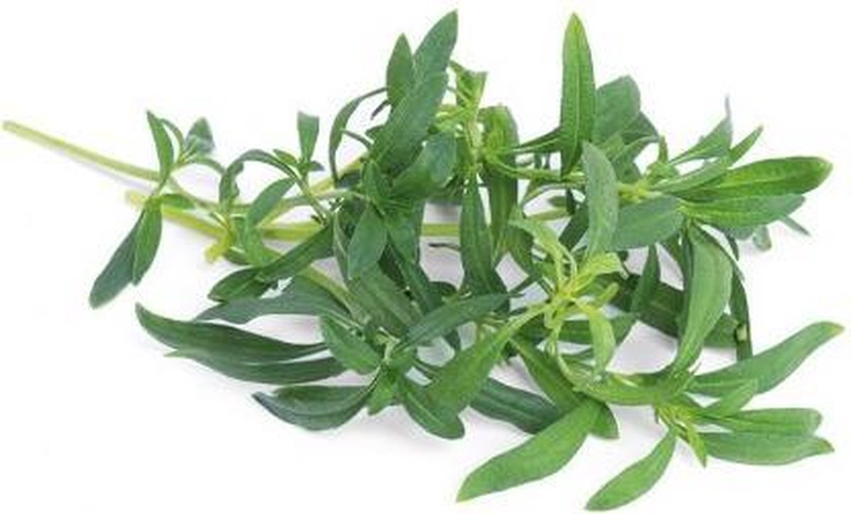 Véritable® Lingot® Organic Mountain Savory - BIO WILDE BONENKRUID ...