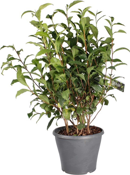 Camellia Sinensis - Theeplant in 4 liter pot met planthoogte 50cm | bol