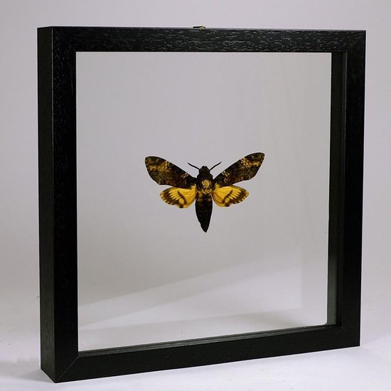 Opgezette atlasvlinder in dubbelglas lijst - Attacus atlas | bol.com
