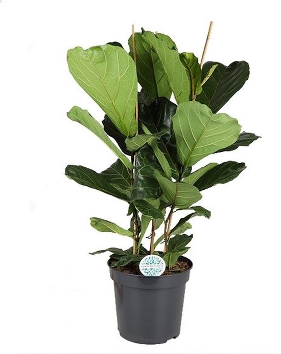 Goed & Groen - FIcus Lyrata - XL - ↨ 135cm - Potmaat 35 - Exclusieve ...