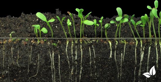 Soil Insects Bodeminsecten Concentraat (250ml, 250m2) - Insecten ...