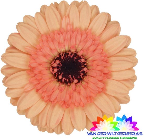 DutchFlowers - Boeket - 20x Germini oreo 70cm | bol
