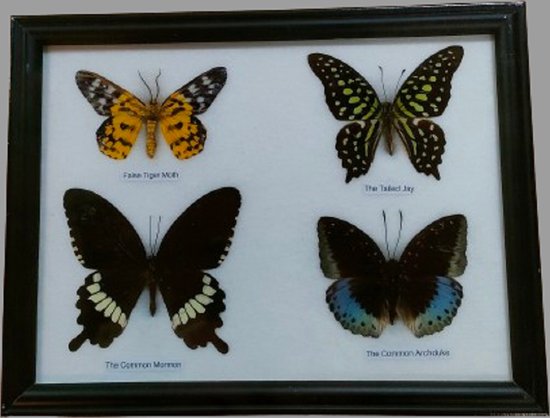 Vlinder vlinders opgezette vlinders insect fotolijst insecten | bol