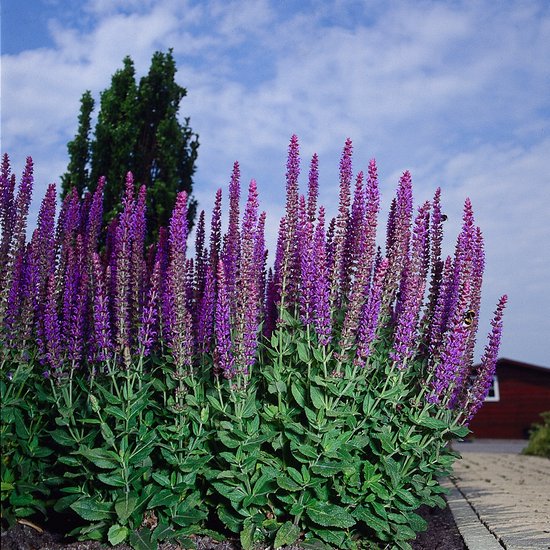 Tropiaplanten.nl | SALVIA NEMOROSA 'OSTFRIESLAND' (SALIE, BOSSALIE ...