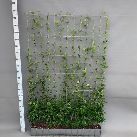 Kant en klare Haag van Toscaanse Jasmijn, Klimplant, Kleur Wit ...