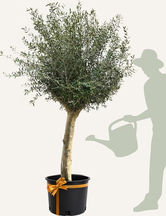 Evergreens - Olijfboom - Olea europaea - 'Branched' - 30/50 - Olea ...