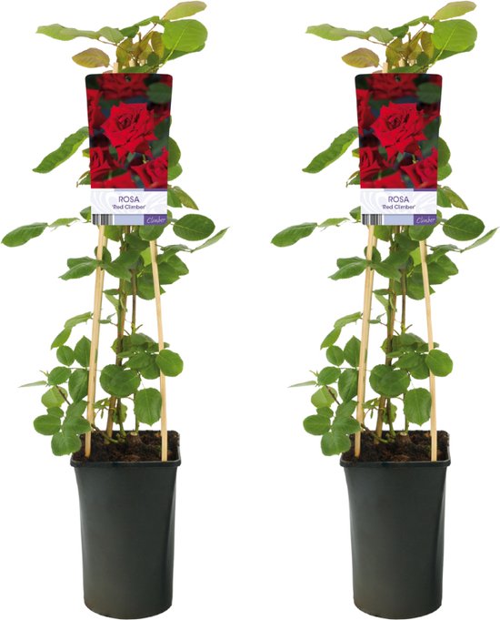 Klimroos, Kleur Rood, 2 stuks, Klimplant, Tuinplant, Terrasplant ...