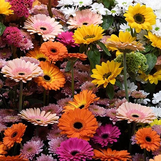Gerbera zaden - Gerbera gemengd | bol