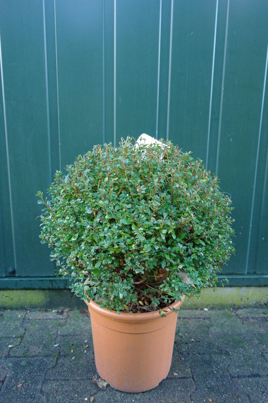 Azalea Japonica 'Aladin Scout' Bol - buxusvervanger | bol