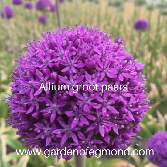 Allium groot paars bollen | bol.com