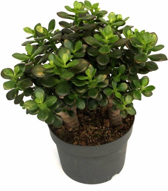 Vetplant ´Tree Shape´ | bol