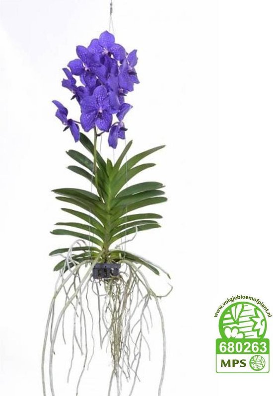 Vanda Blue | bol.com