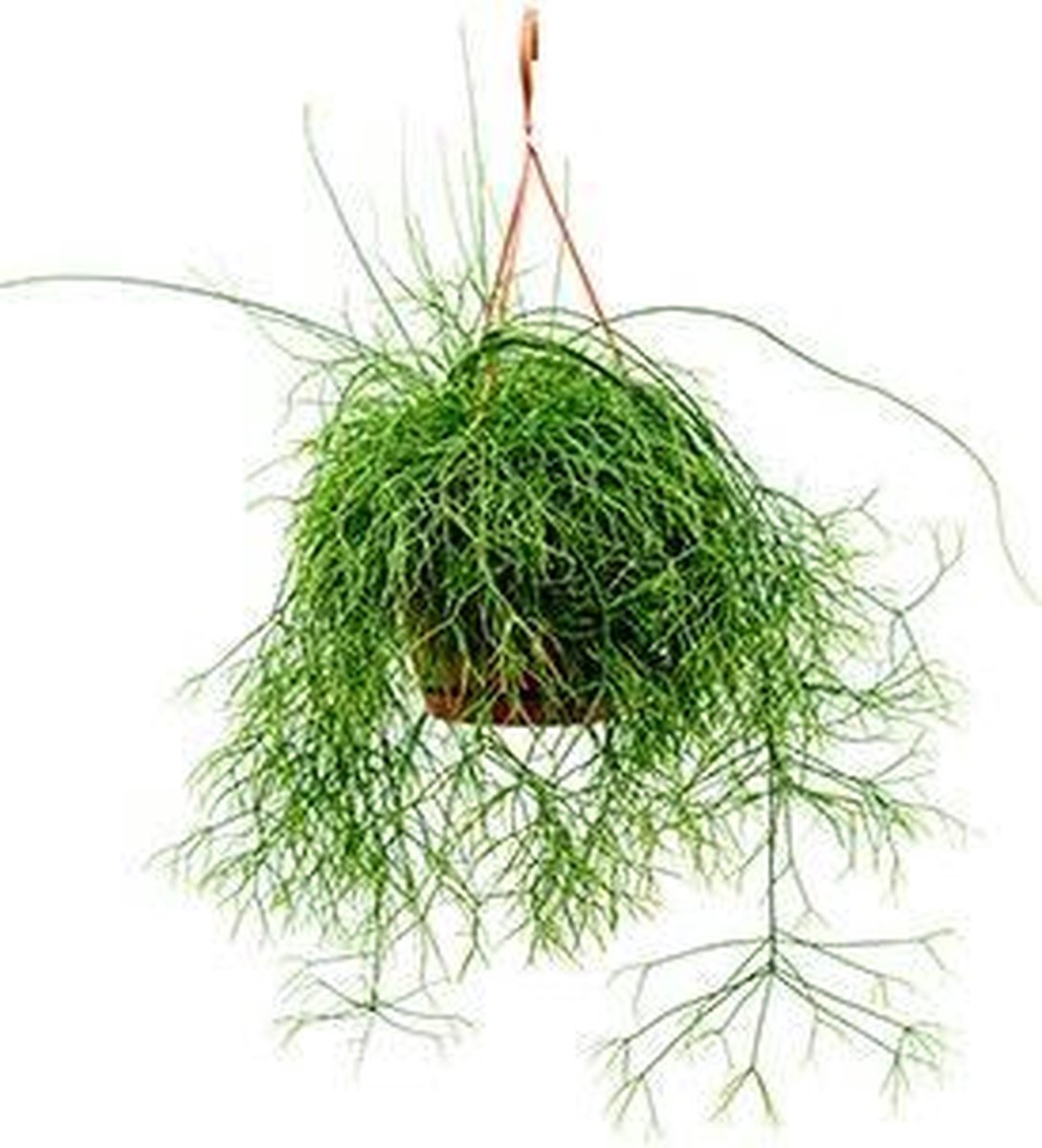 Rhipsalis Cassutha Koraalcactus 4903