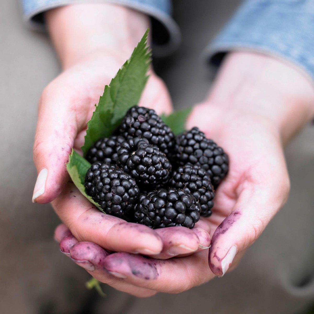 2x Rubus Doornloze 'Loch Ness' - Zwarte braamstruik - Biologisch - Set ...