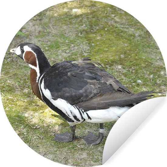 Wandering Red-breasted Goose Wall Circle Sticker papier peint ⌀ 120 cm ...
