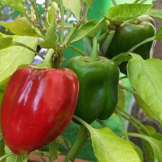 Rode Paprika Edelzoet Poeder Fijn kiemarm - 1 Kg - Holyflavours | bol