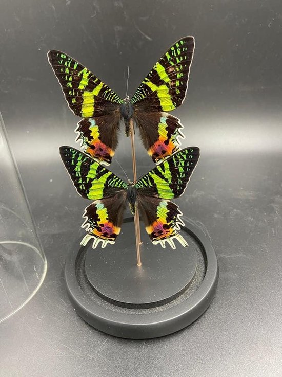 Stolp met Urania Ripheus (2) | bol.com