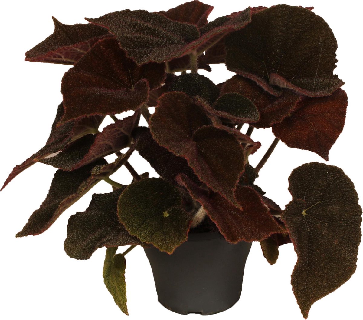 Groene plant - Blad Begonia - Masoniana River - Bijzondere ...