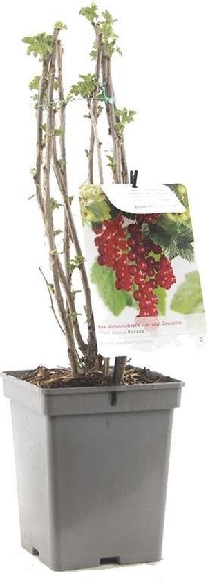 Rode (aal)bes - Ribes rubrum 'Rovada' - kleinfruit - fruitstruik - zelf ...
