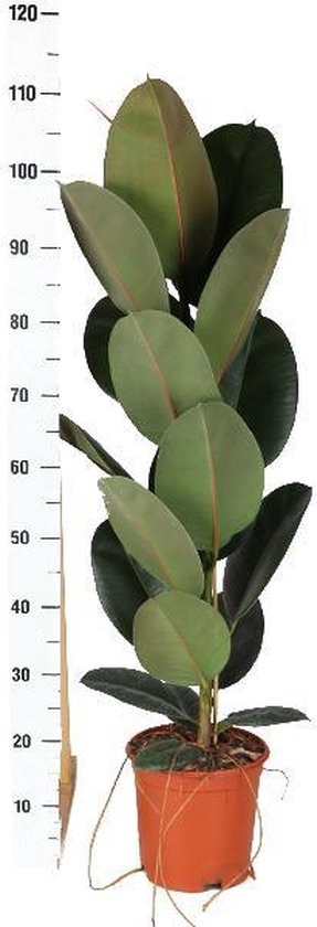 Ficus Elastica Robusta in Vibes blauw pot - Potmaat 21cm - Hoogte 90cm | bol