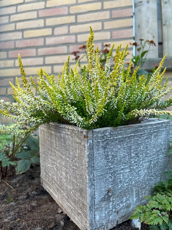 Zomerheide Geel/Wit - 10 Stuks - Calluna vulgaris 'Beoley Gold' - P10.5 ...