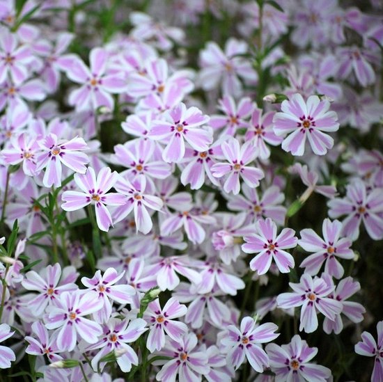 12 X Kruipphlox Wit Roze Kruipende Vlambloem Bodembedekkers Planten 12-x-kruipphlox-wit-roze-kruipende-vlambloem-bodembedekkers-planten