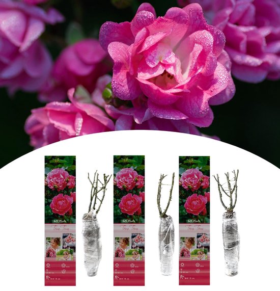 NatureNest - Trosroos - Rosa - Rozenstruik - Polyantha - Roze - 3 stuks ...