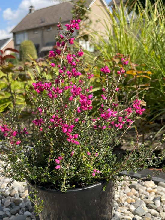 Dopheide Rood - 6 Stuks - Erica cinerea 'C.D. Eason' - 1.5L | bol