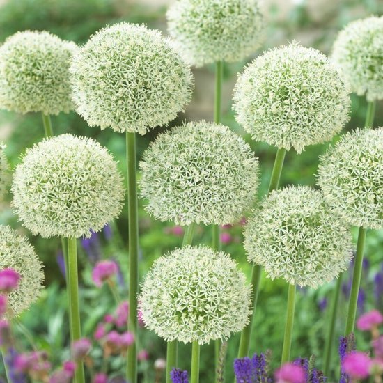 12 x Allium 'White Giant' - Sierui Wit - Bloembollen in pot ...