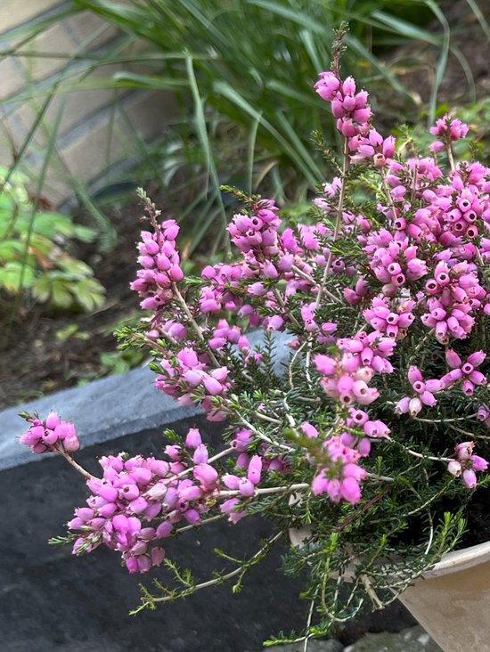 Dopheide Roze - 6 Stuks - Erica cinerea 'Sandpit Hill' - 1.5L | bol