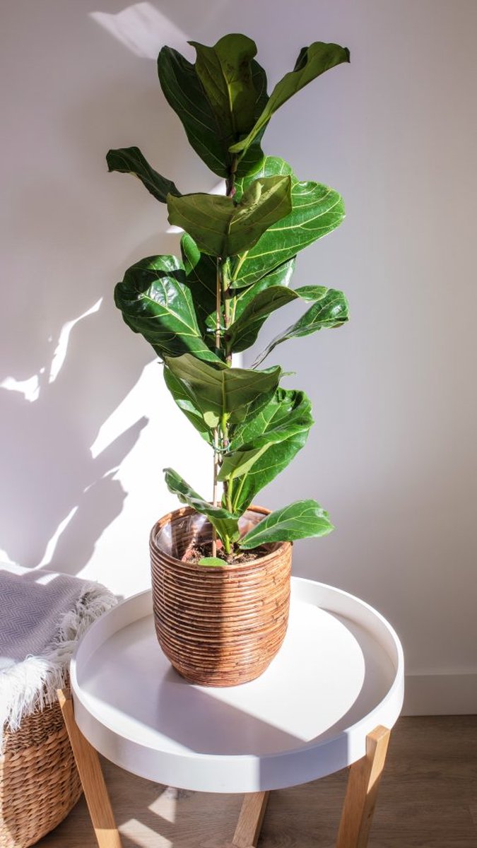 NatureNest - Tabaksplant - Ficus Lyrata - 60-80cm | bol