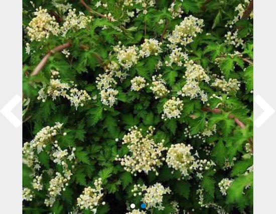 25 x Stephanandra inc. 'Crispa' - Kleine kransspirea 30- 50 cm blote ...