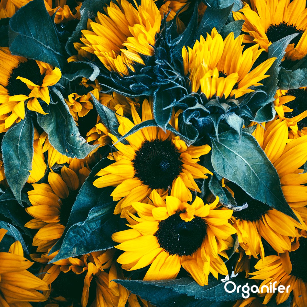 Zonnebloem Zadenpakket - 10 Soorten - Organifer - n Inclusief Avondzon ...