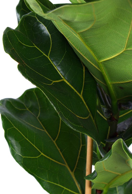 Ficus Lyrata in Boule OLIJF pot - Potmaat 21cm - Hoogte 90cm | bol