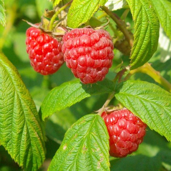 8 x Frambozenstruik Autumn Bliss Rode Framboos - Winterharde Fruitplant ...