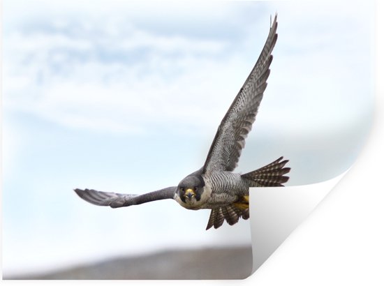 Muurstickers - Sticker Folie - Slechtvalk - Roofvogel - Vleugels ...