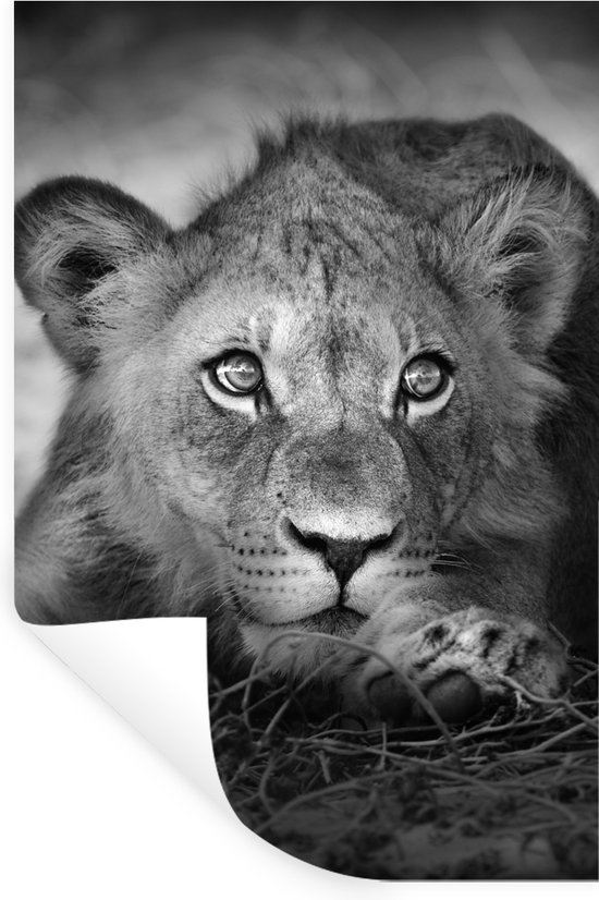 Muurstickers - Sticker Folie - Wilde dieren - Leeuw - Natuur - Zwart - Wit - 60x90 cm... | bol