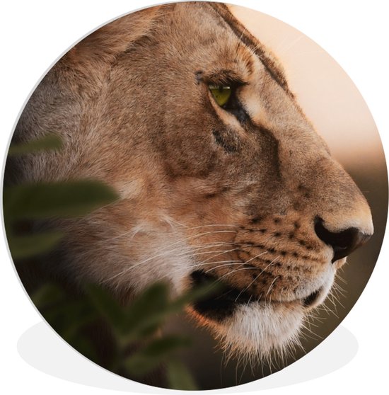 WallCircle - Wandcirkel ⌀ 60 - Leeuw - Wilde dieren - Jungle - Ronde schilderijen... | bol