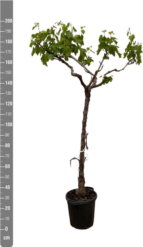 NatureNest - Druivenboom vertakt - Vitis Vinifera - 1 Stuk - 190 ...