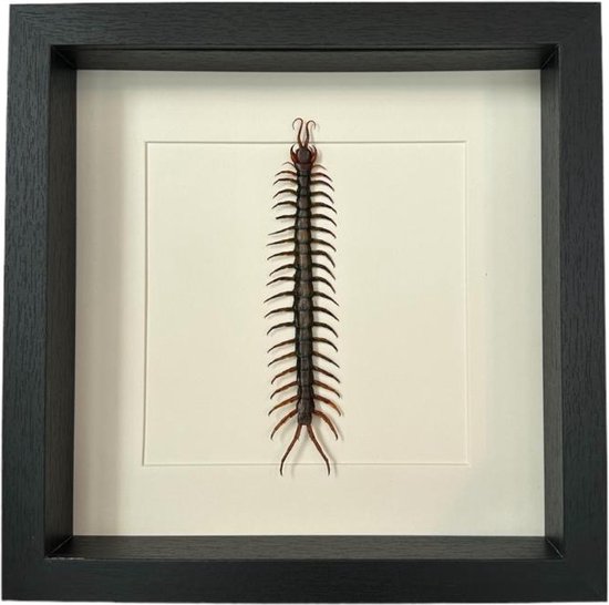 Opgezette duizendpoot in lijst | bol